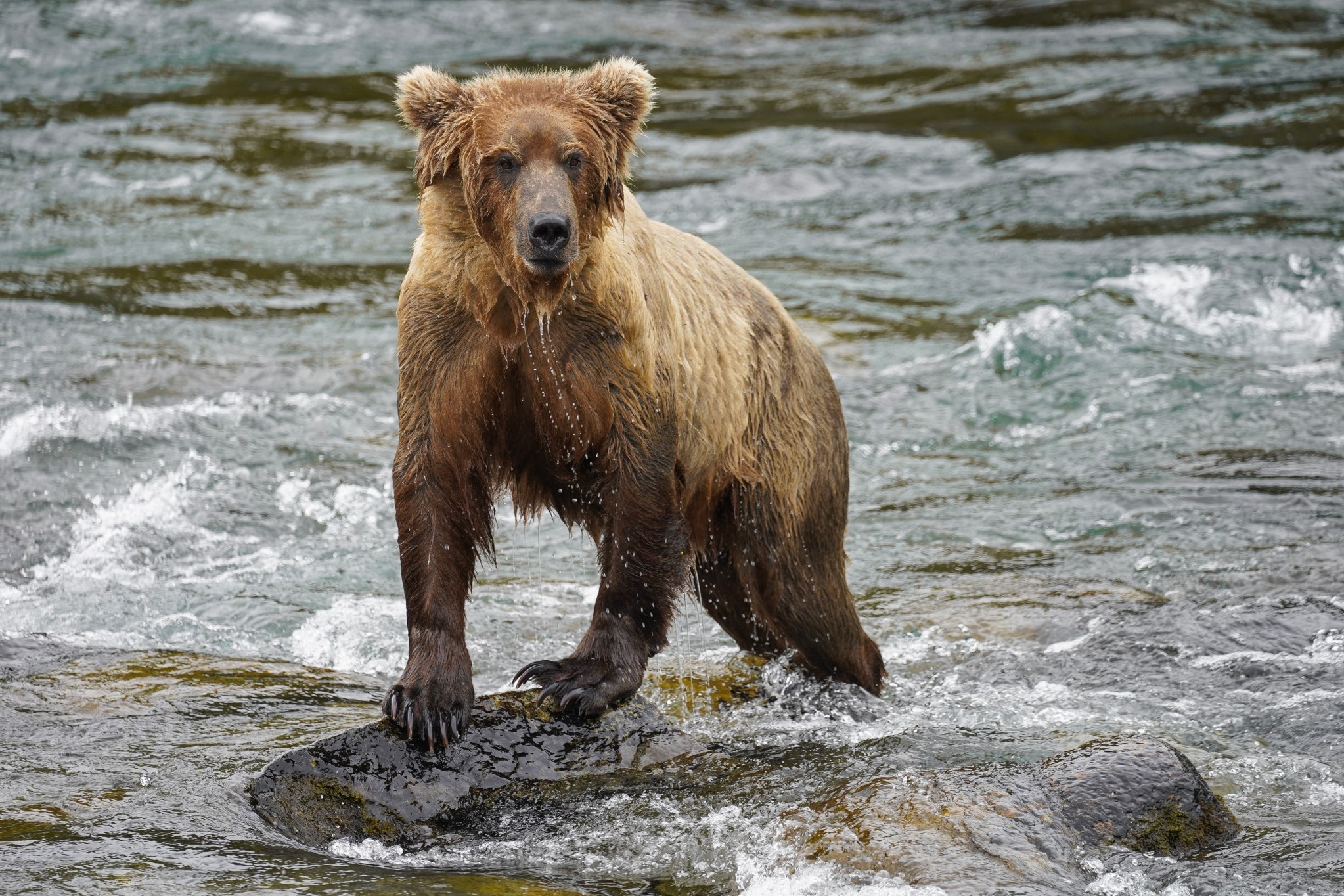 Bear Watching in Katmai: Tips & Tricks – WildPath Wanderings