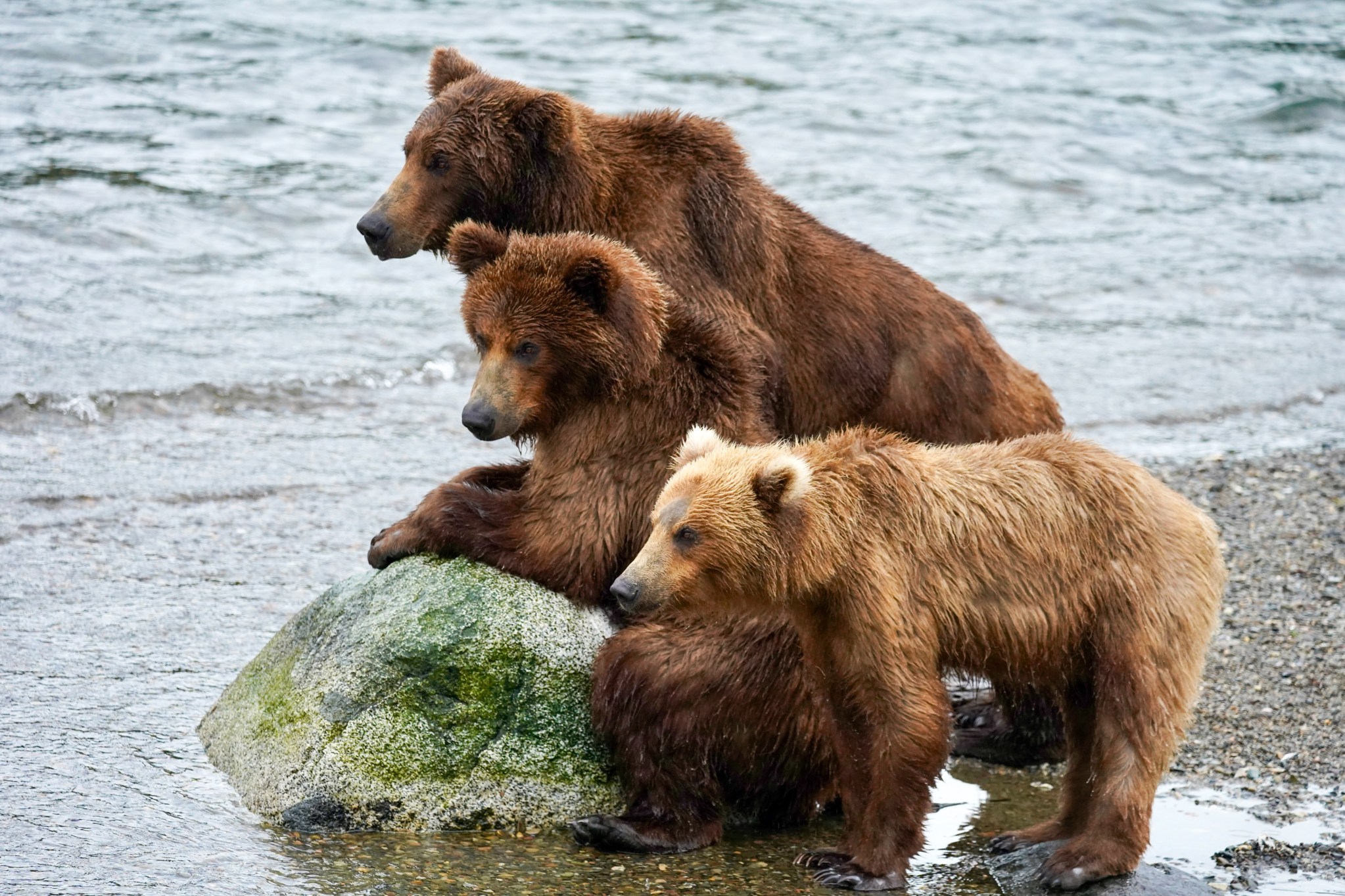 Bear Watching in Katmai: Tips & Tricks – WildPath Wanderings