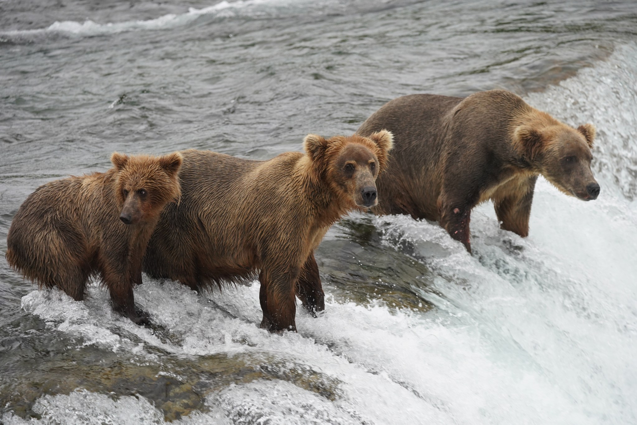 Bear Watching in Katmai: Tips & Tricks – WildPath Wanderings