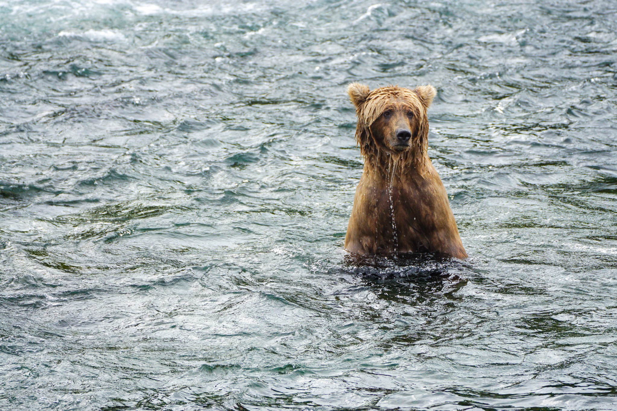 Bear Watching in Katmai: Tips & Tricks – WildPath Wanderings